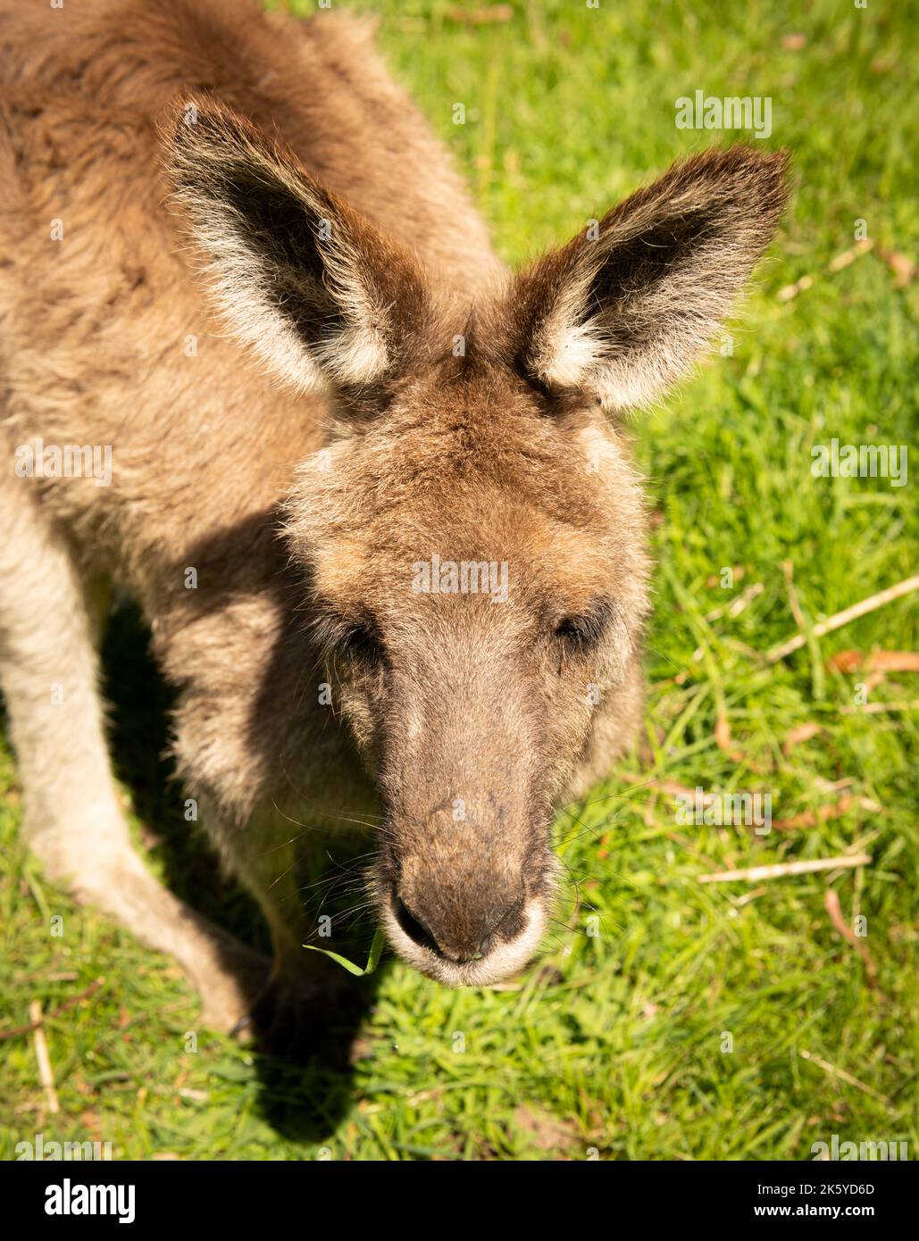 Bayles Victoria Australia Bayles Fauna Reserve, kangaroo Stock Photo ...