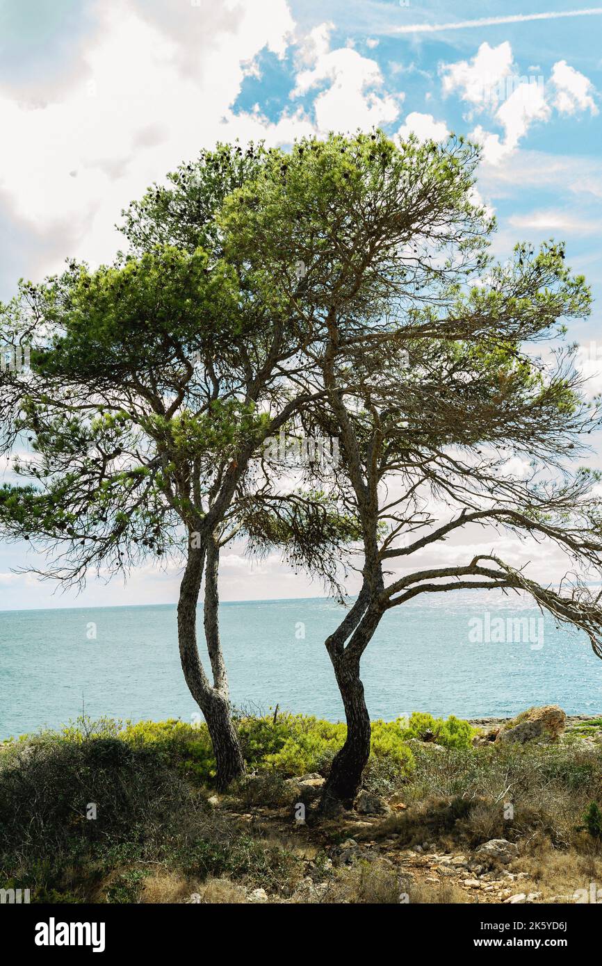 A vertical shot of a tree at the Cala Pi beach in Mallorca Stock Photo ...