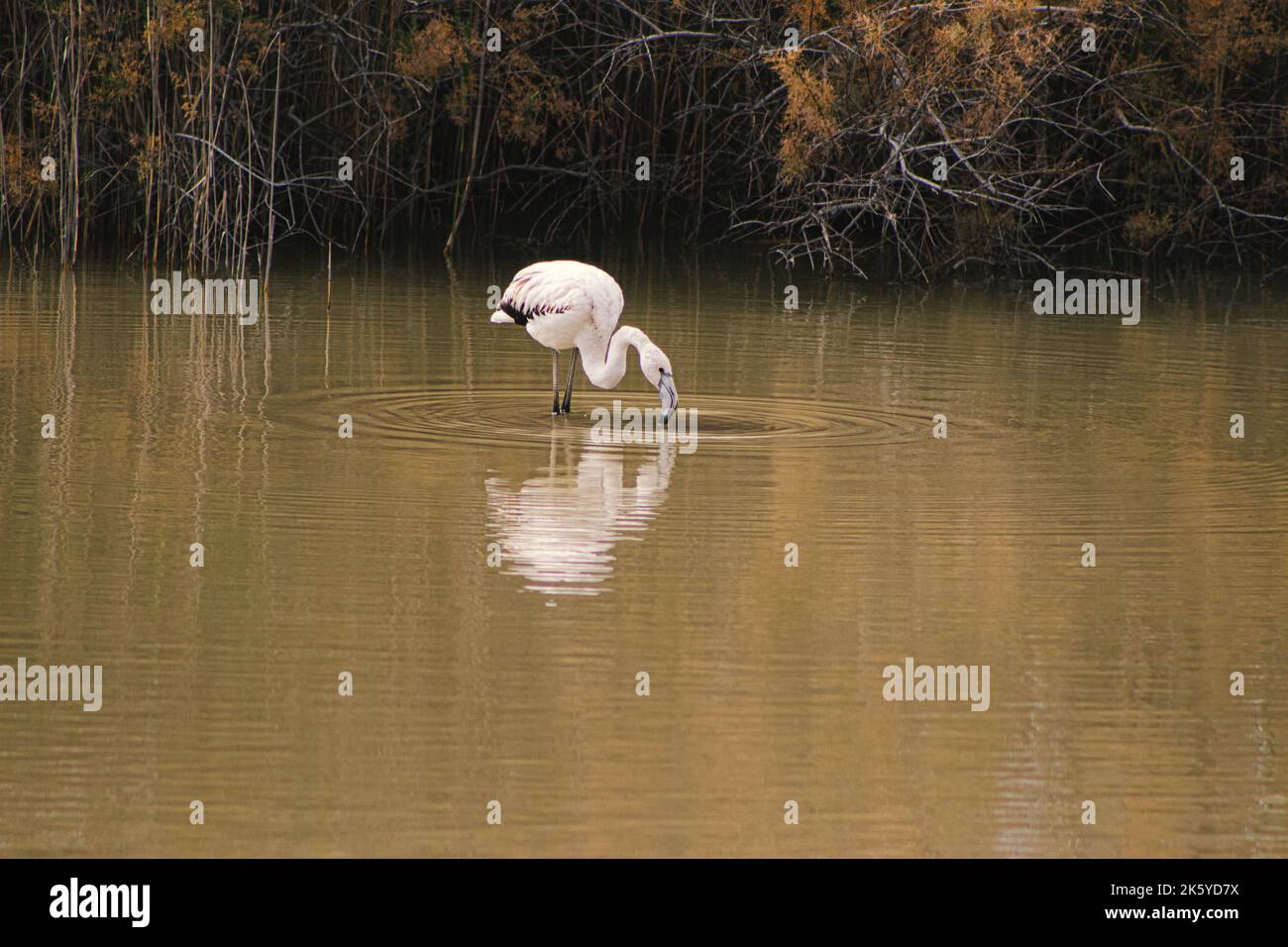 A white flamingo catching a fish in a brown lake Stock Photo - Alamy