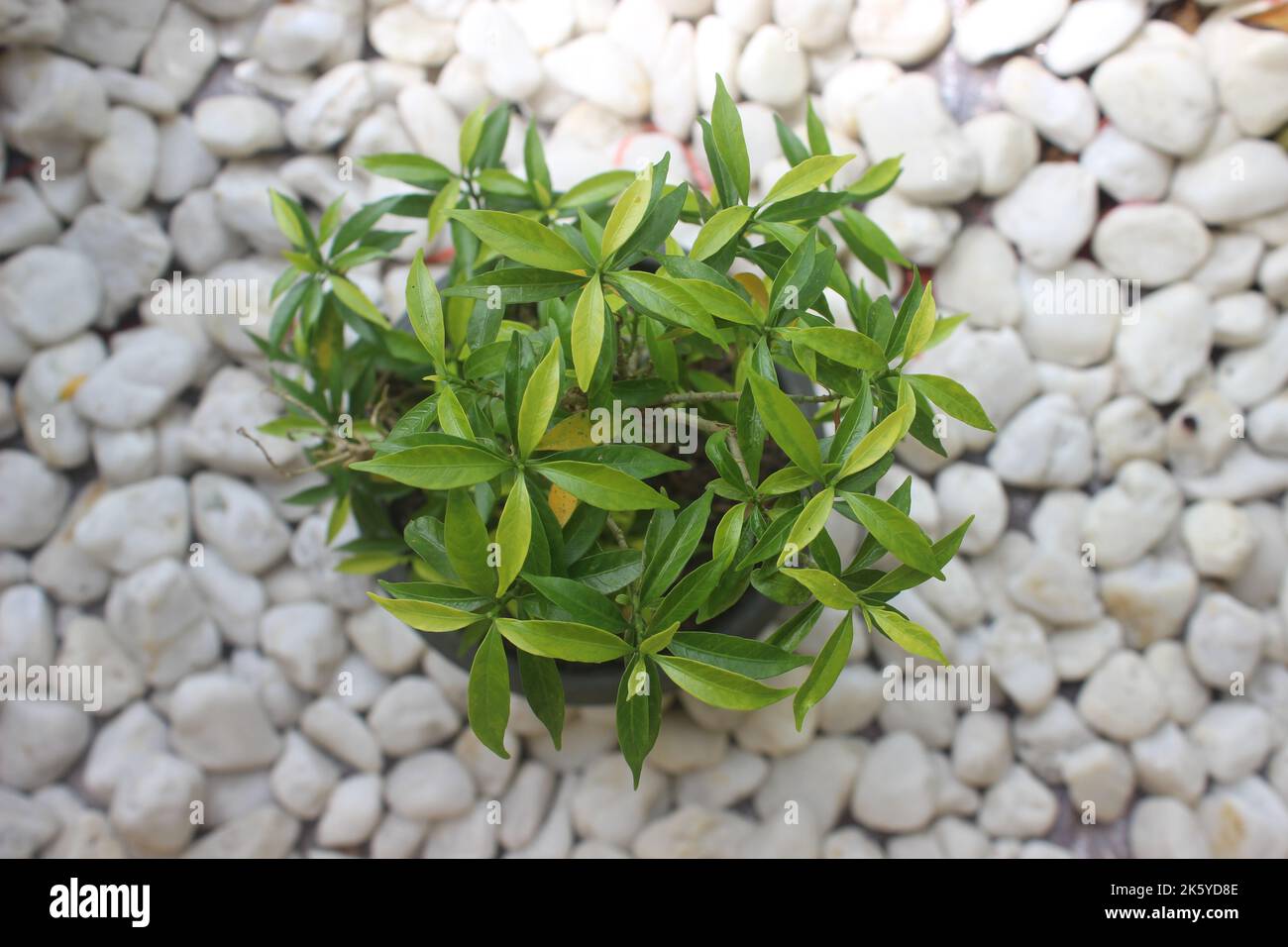Rembosa mini hi-res stock photography and images - Alamy