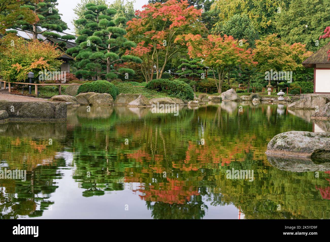 Fantastic autumn Landscape with topiary pines and pond in japanese garden in Hamburg ...