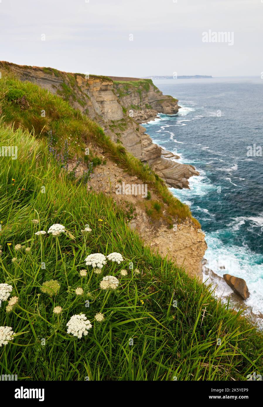 Flowers dot the northern Spanish coast on the Camino de Santiago ...