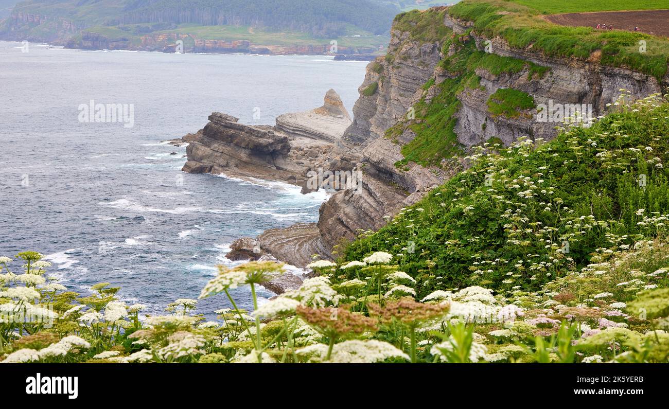 White flowers dot the rugged coastline of the northern Spanish coast on ...