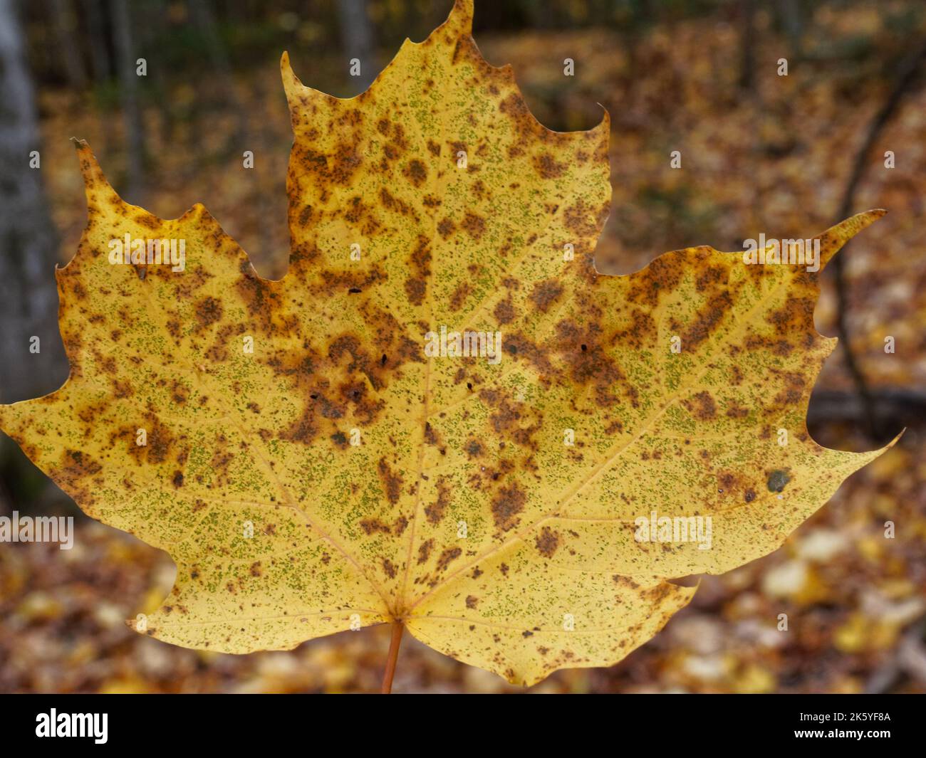 Maple leaf forest hi-res stock photography and images - Alamy