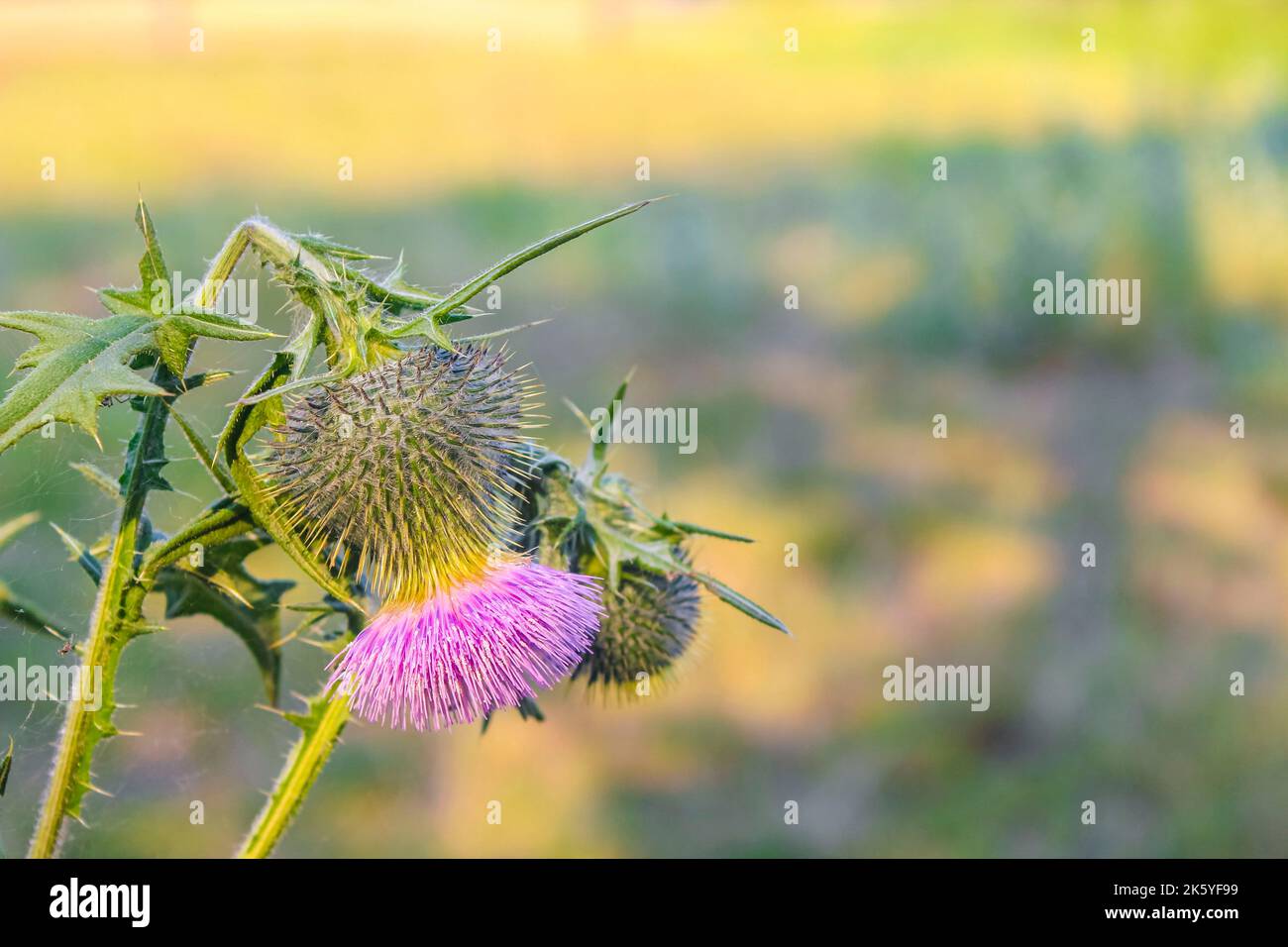 Purple purple pink or pink thistle flower in Bremerhaven and Lower ...