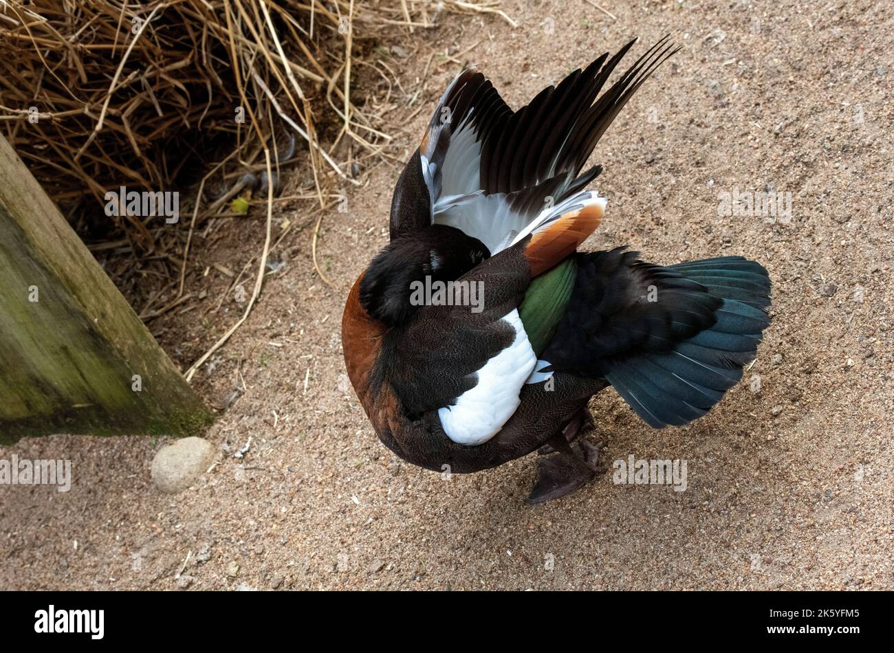 An Australian Shelduck (Tadorna tadornoides) at Featherdale Wildlife ...