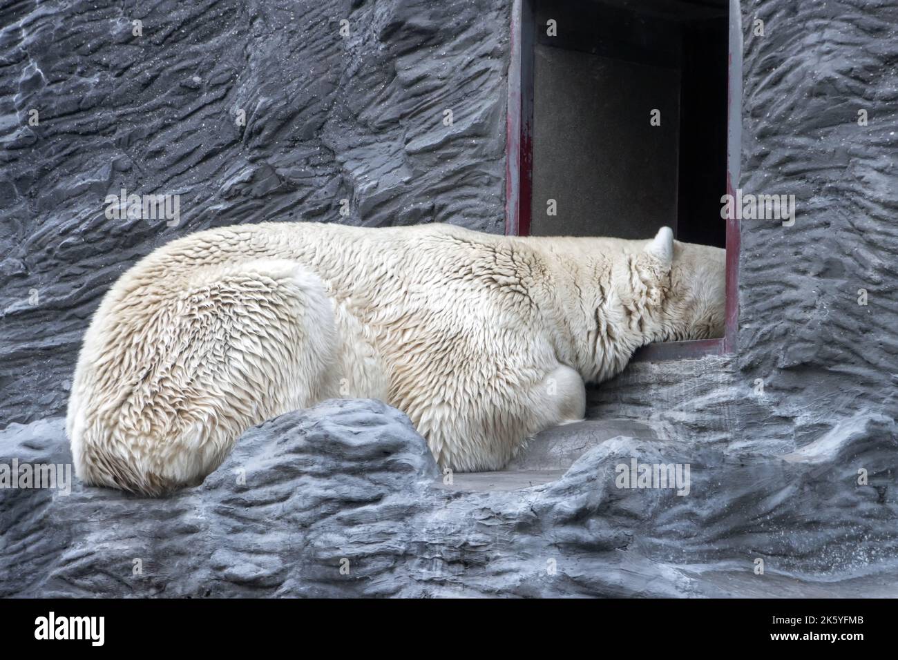 A polar bear lies with its head hidden in the entrance Stock Photo - Alamy