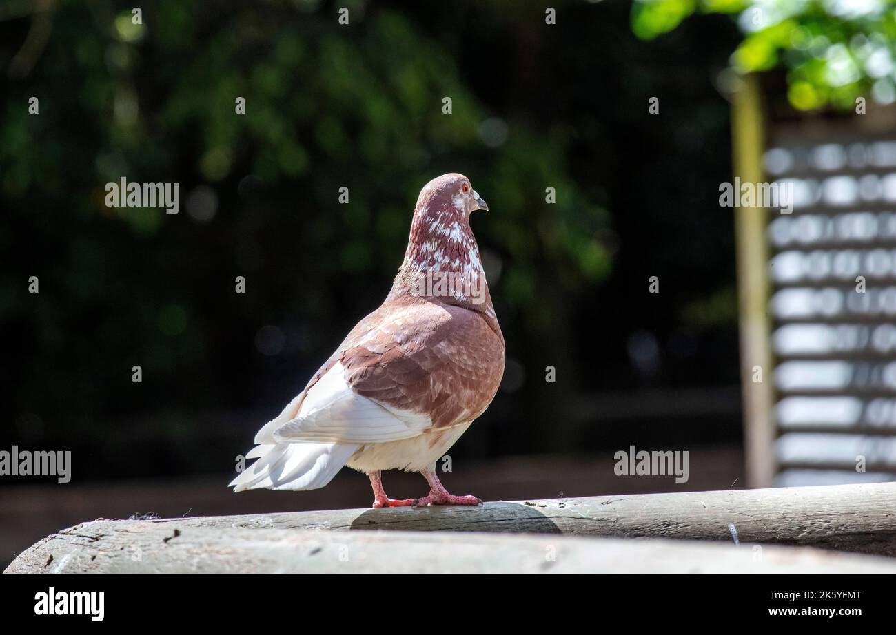 Close up of a Brown and White Pigeon (Columbiformes) in Sydney; NSW ...