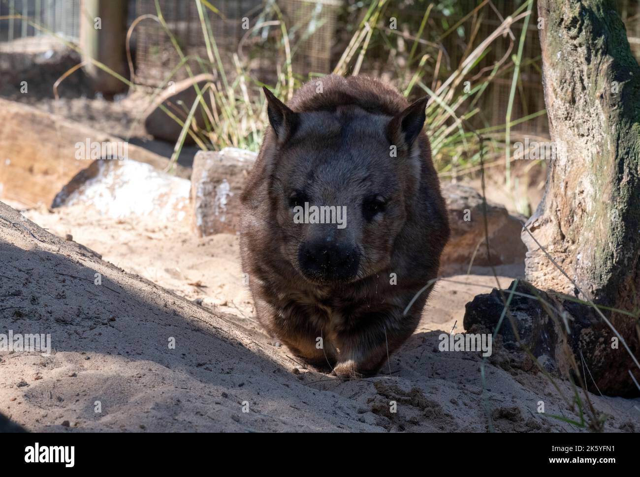A Common Wombat (Vombatus ursinus) at Featherdale Wildlife Park in ...
