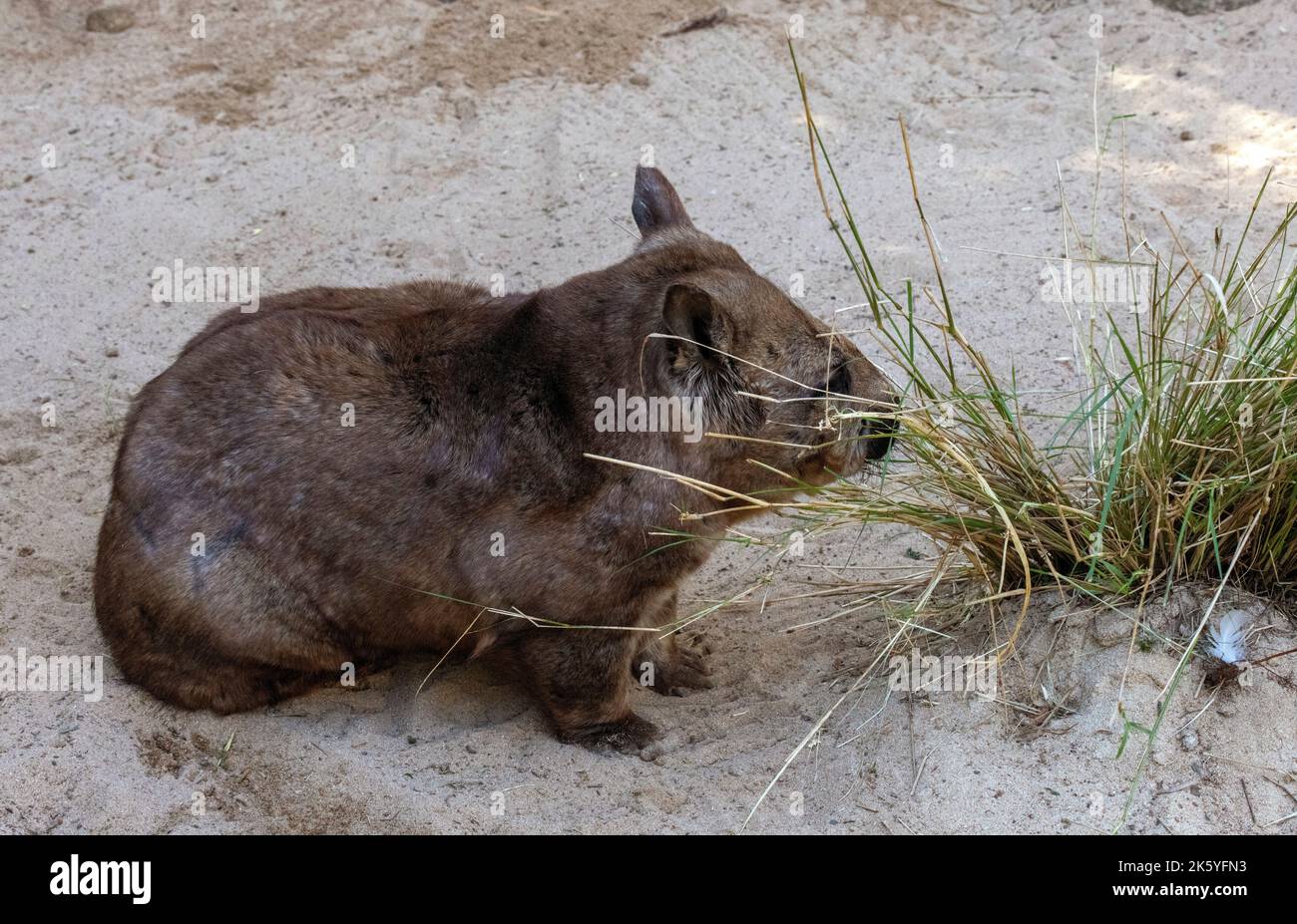 A Common Wombat (Vombatus ursinus) at Featherdale Wildlife Park in ...