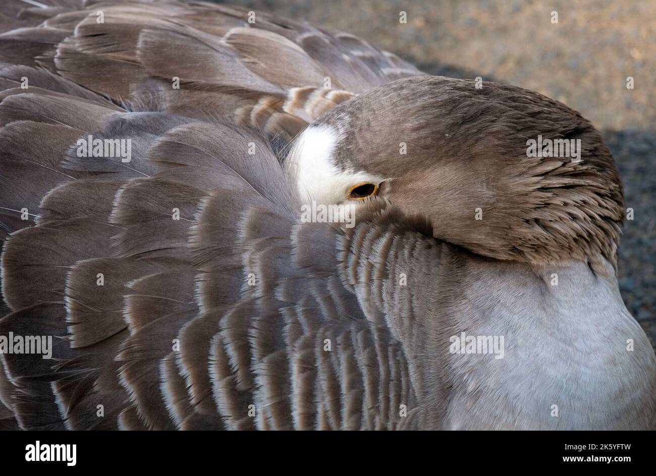 Close -up of a Domestic goose sp. (Domestic type) Anser sp. (Domestic ...