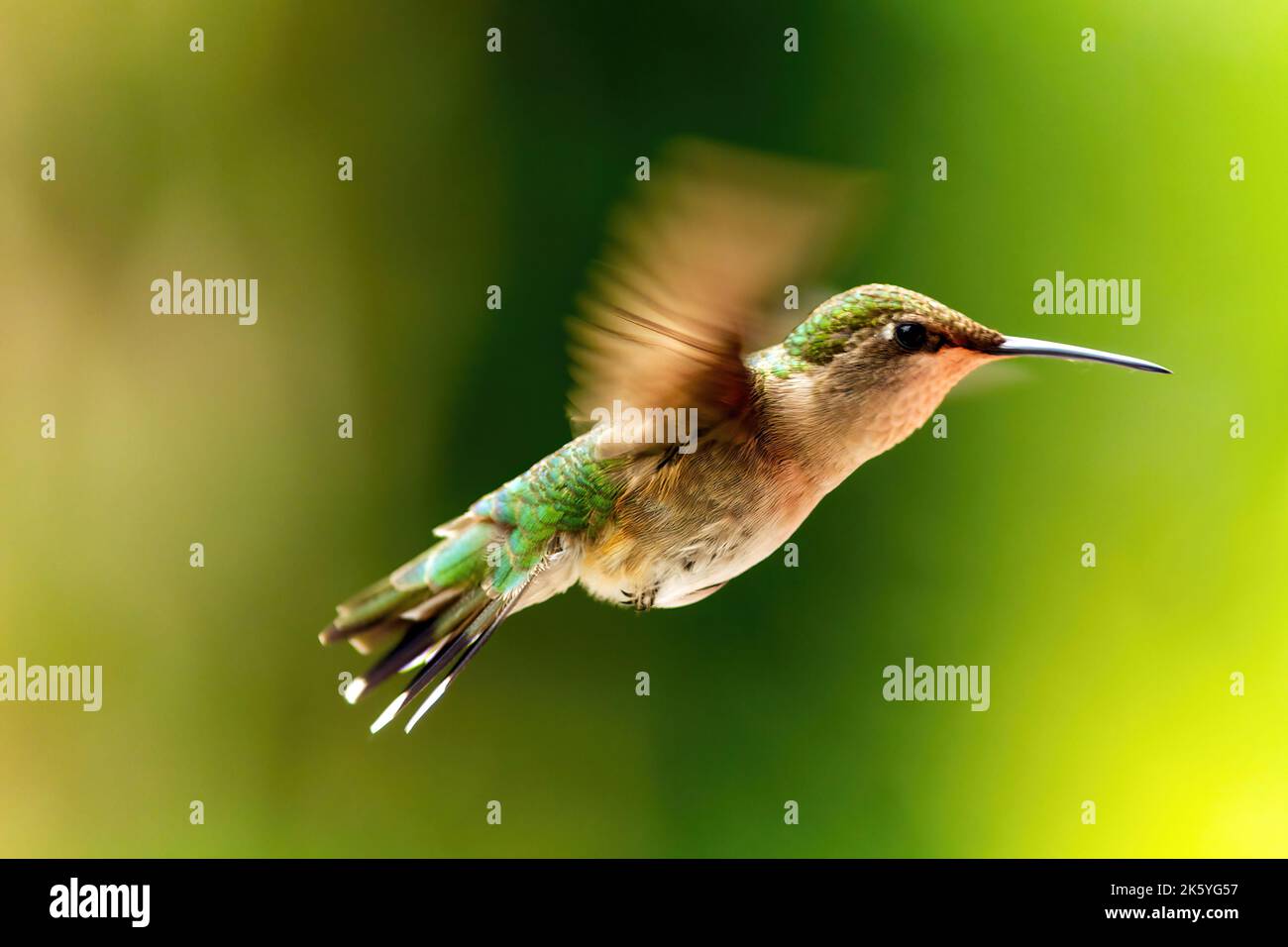 Isolated close up of a hummingbird in flight Stock Photo - Alamy