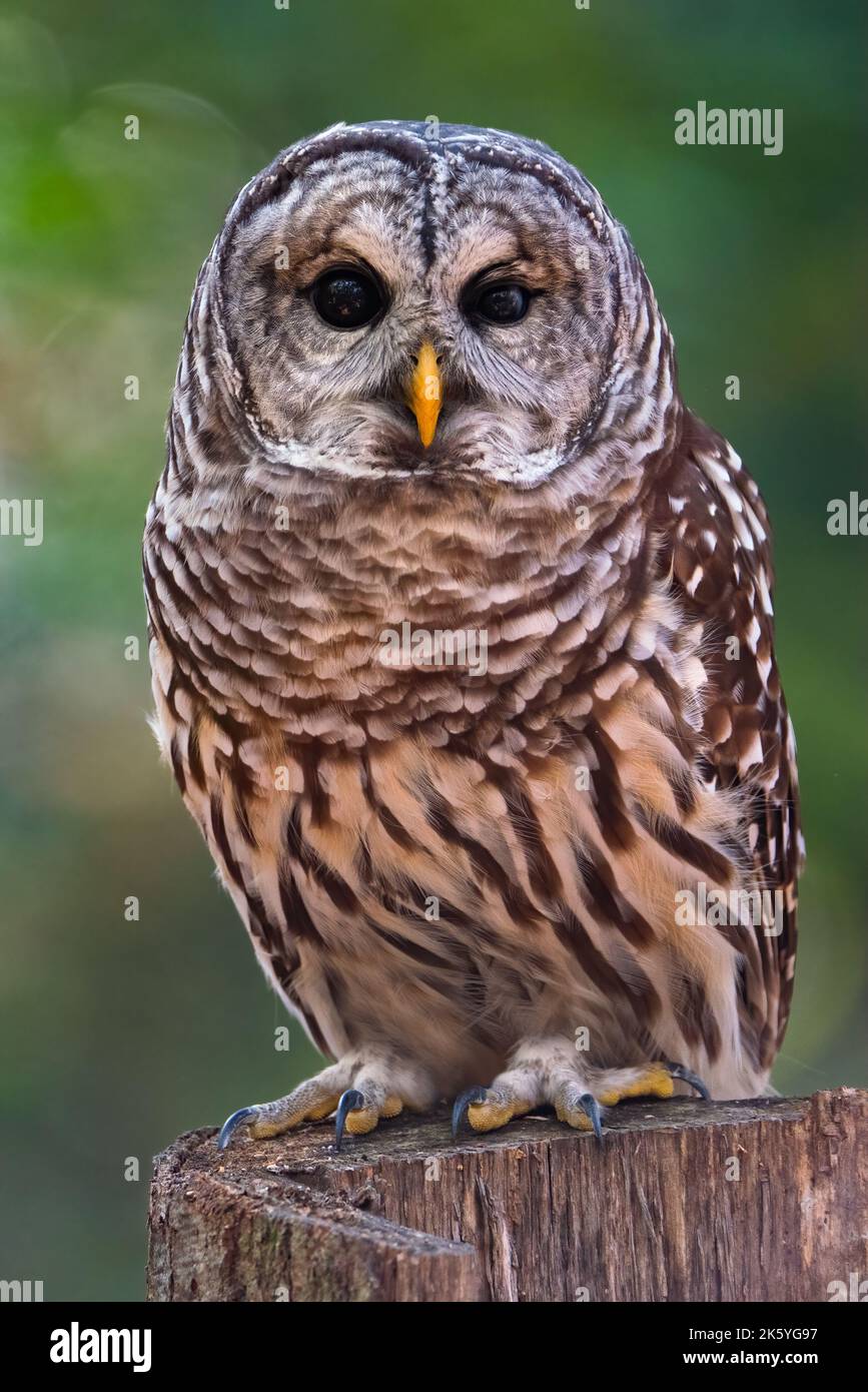 Portrait nice big bird hi-res stock photography and images - Alamy