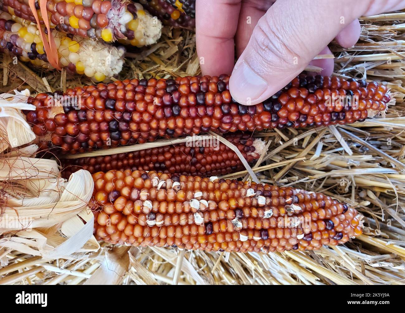 Holding the colorful, tiny and dried mini Indian corns for Fall ...