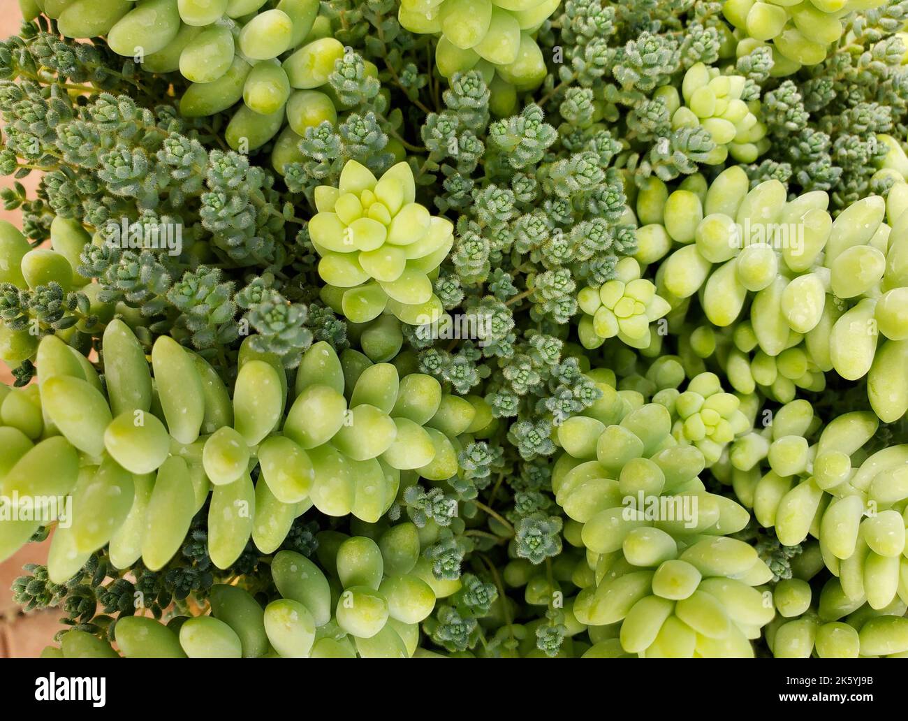 A top view of beautiful green Donkey's Tail cactus Stock Photo - Alamy