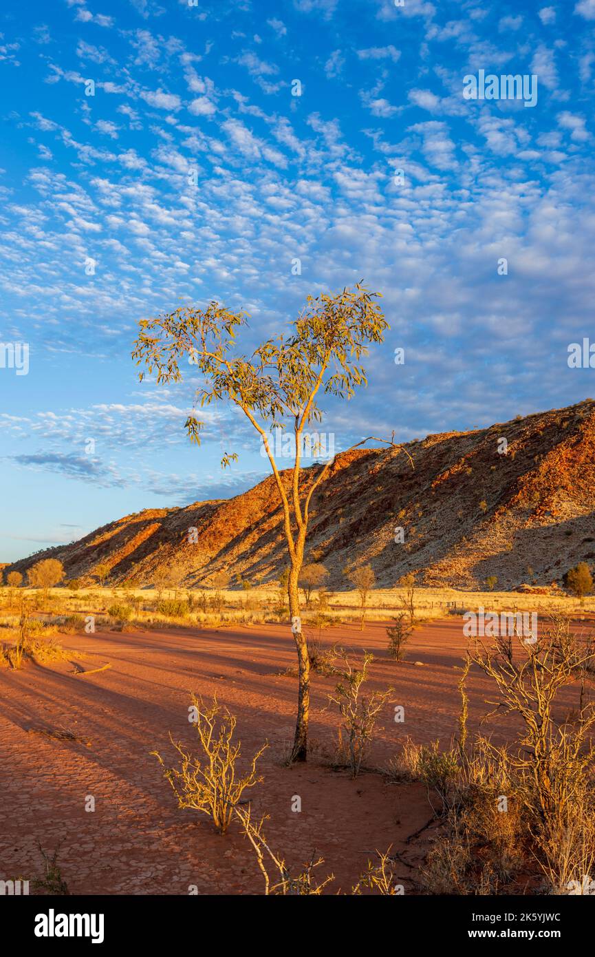 Golden evening light with mackerel sky over the Arookara Range, Simpson ...