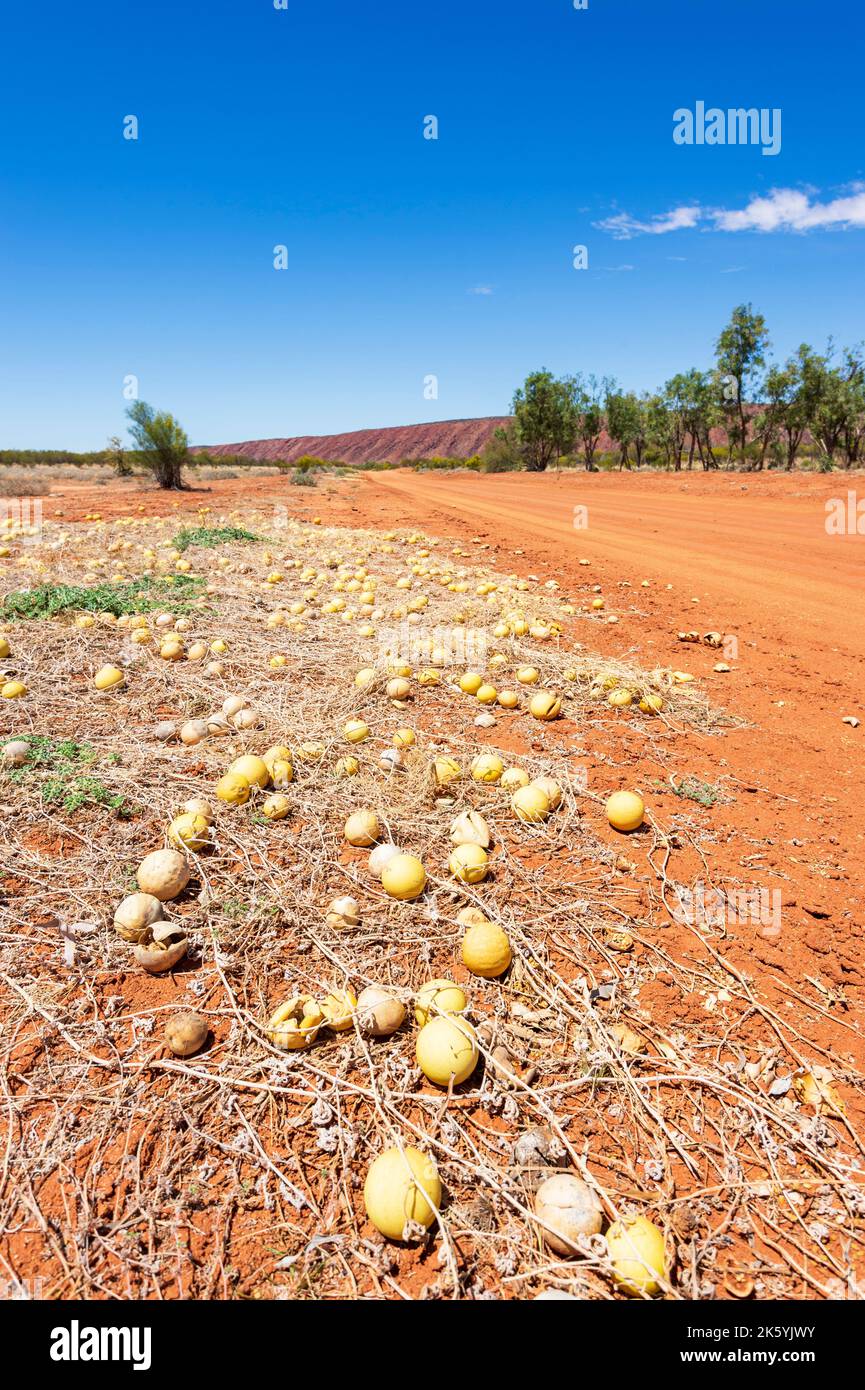 Paddy Melons (Cucumis myriocarpus) are a toxic weeds, Northern ...