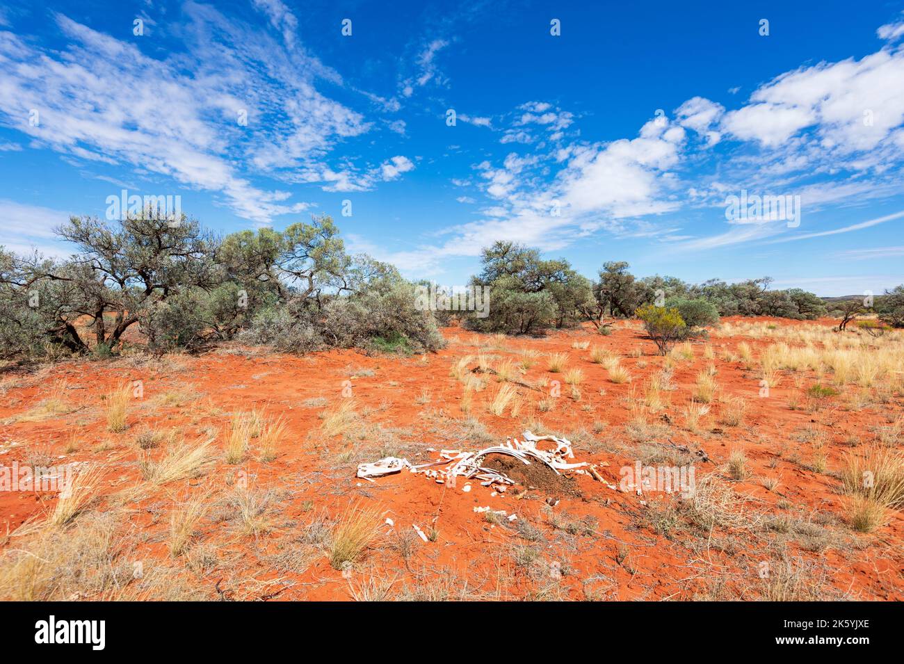 Cattle skeleton in the Australian Outback, Northern Territory, NT ...