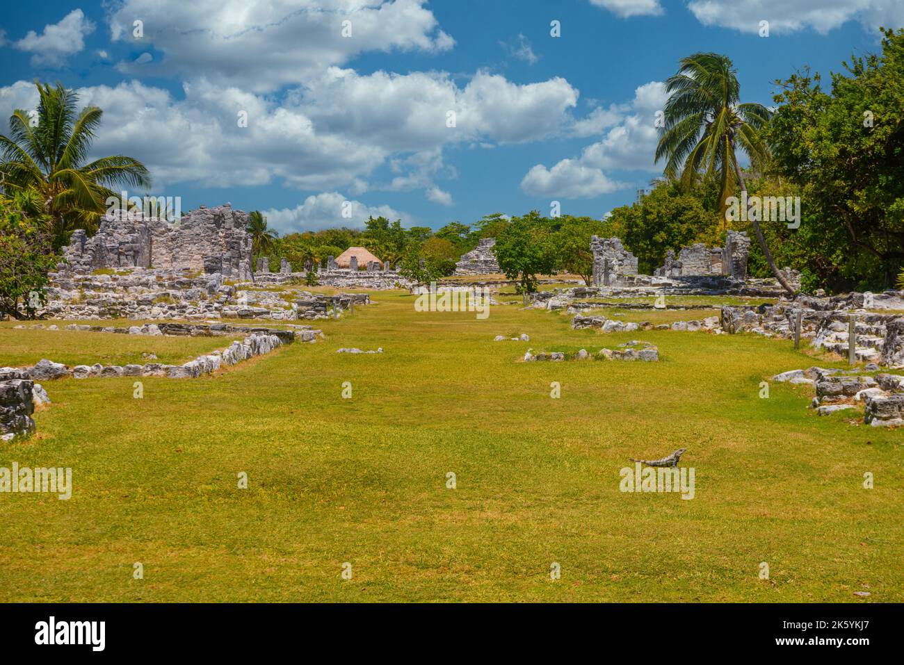 Iguana lizard in ancient ruins of Maya in El Rey Archaeological Zone ...