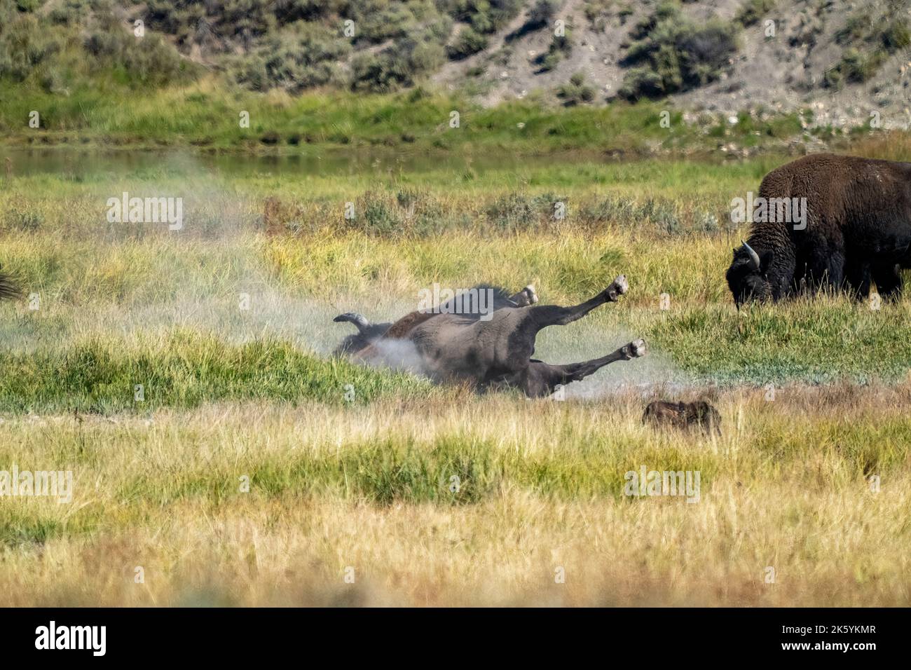 Buffalo wallow hi-res stock photography and images - Alamy