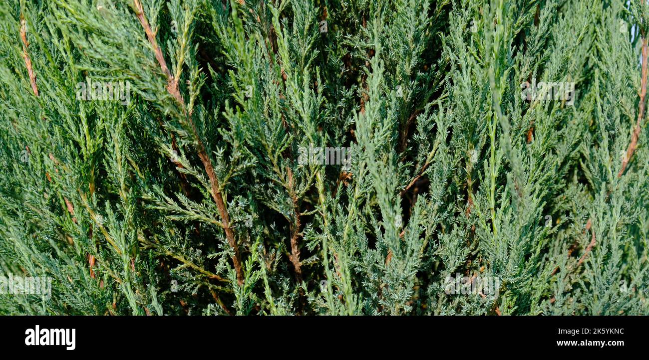 Juniper hedge texture as coniferous natural textured background Stock ...