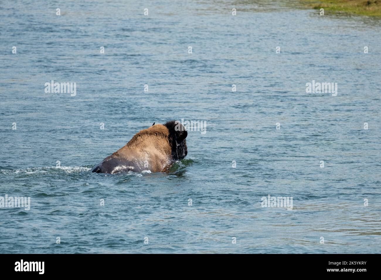 Yellowstone National Park, Wyoming, USA. Bison swimming in the ...
