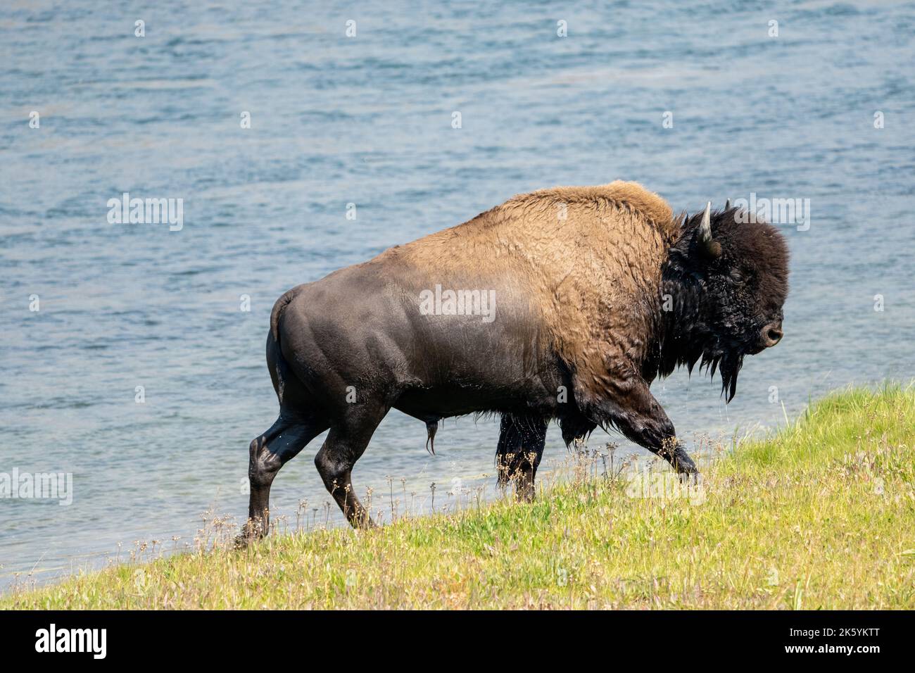Yellowstone National Park, Wyoming, USA. Wet bison after swimming in ...