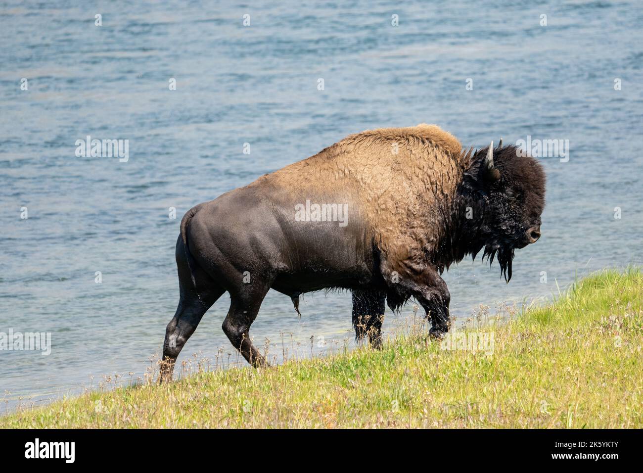 American wet hi-res stock photography and images - Alamy