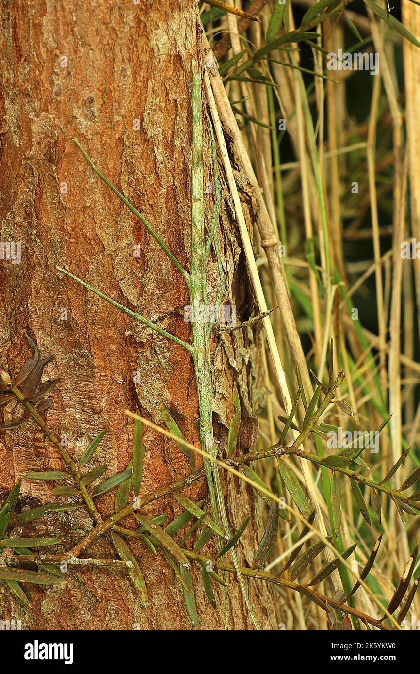Smooth stick insect (Clitarchus hookeri) on totara tree Stock Photo - Alamy