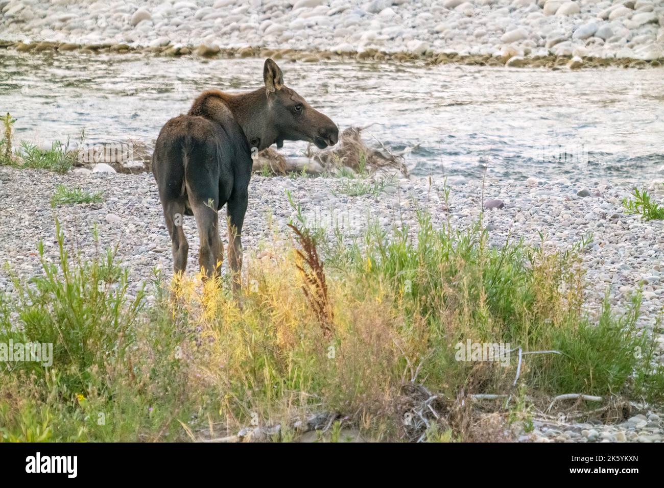 Grand Teton National Park, Wyoming, USA. Moose calf by the Snake River ...