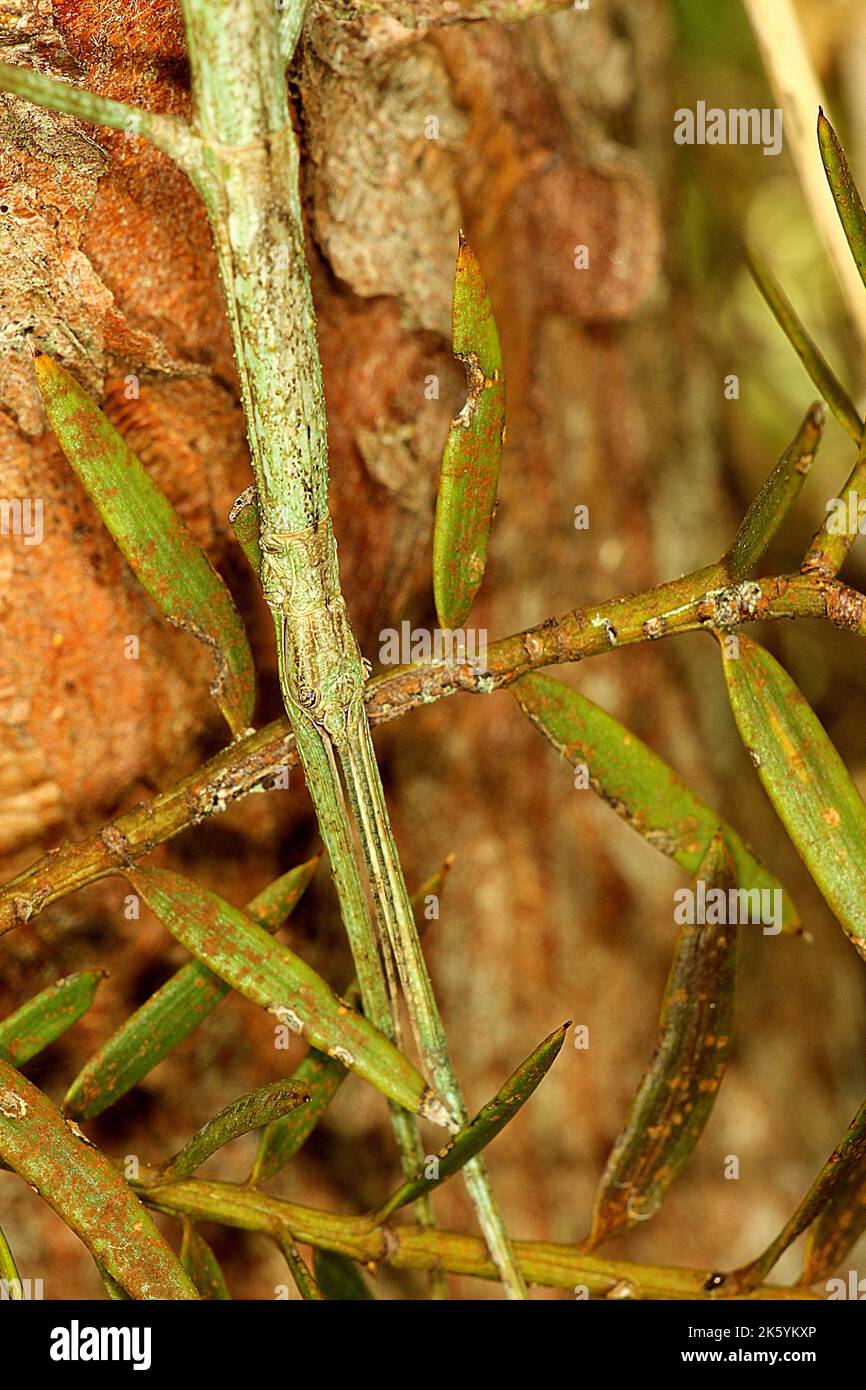 Smooth stick insect (Clitarchus hookeri) on totara tree Stock Photo - Alamy