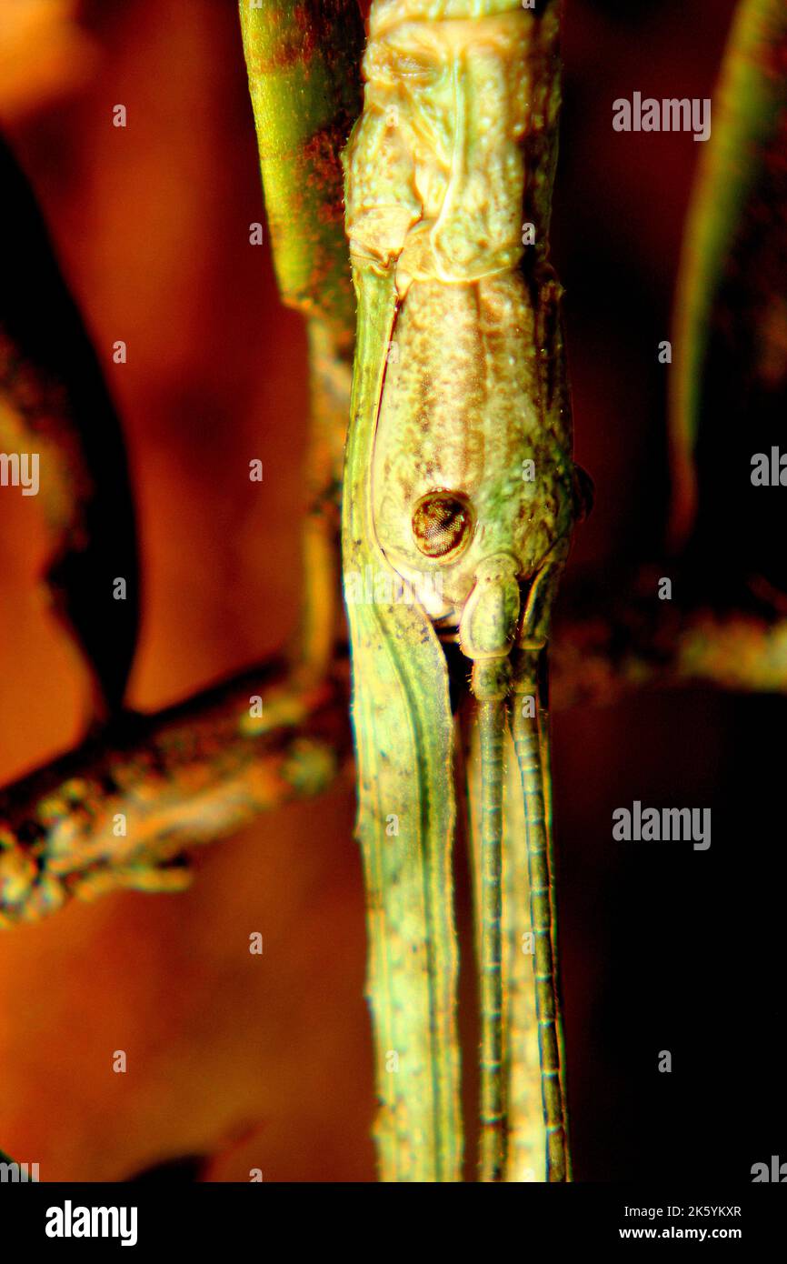 Smooth stick insect (Clitarchus hookeri) on totara tree Stock Photo - Alamy