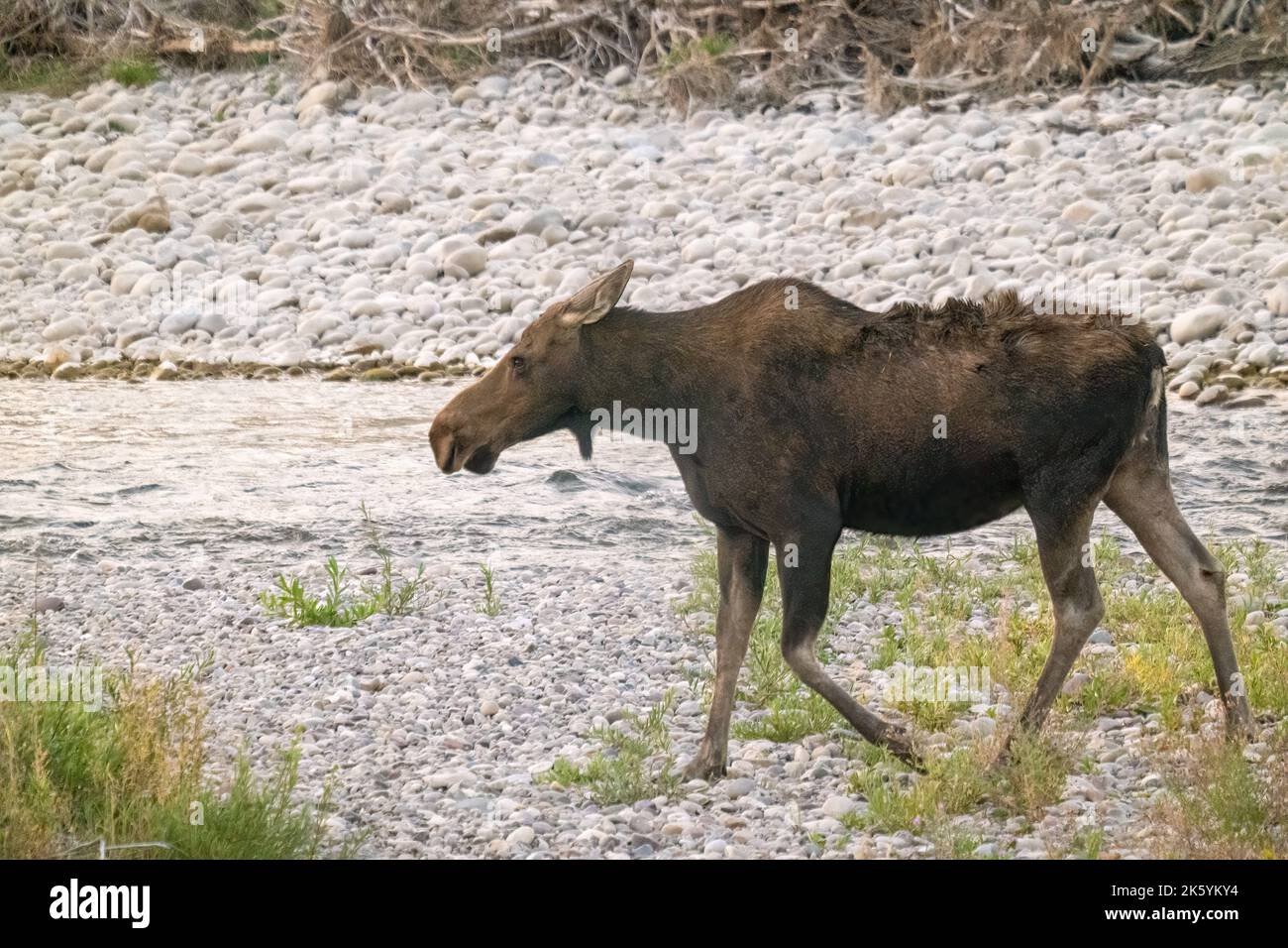 Female moose hi-res stock photography and images - Alamy