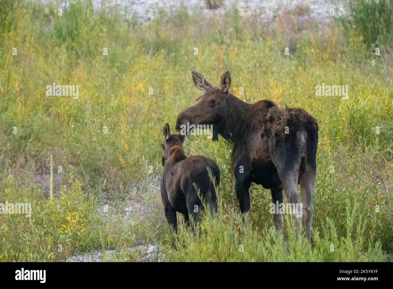 Grand Teton National Park, Wyoming, USA. Mother moose and calf by the ...