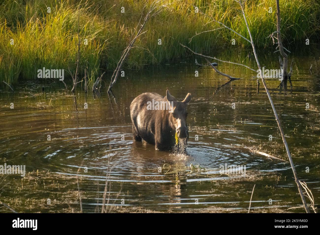 Grand Teton National Park, Wyoming, USA. Moose eating in pond along ...