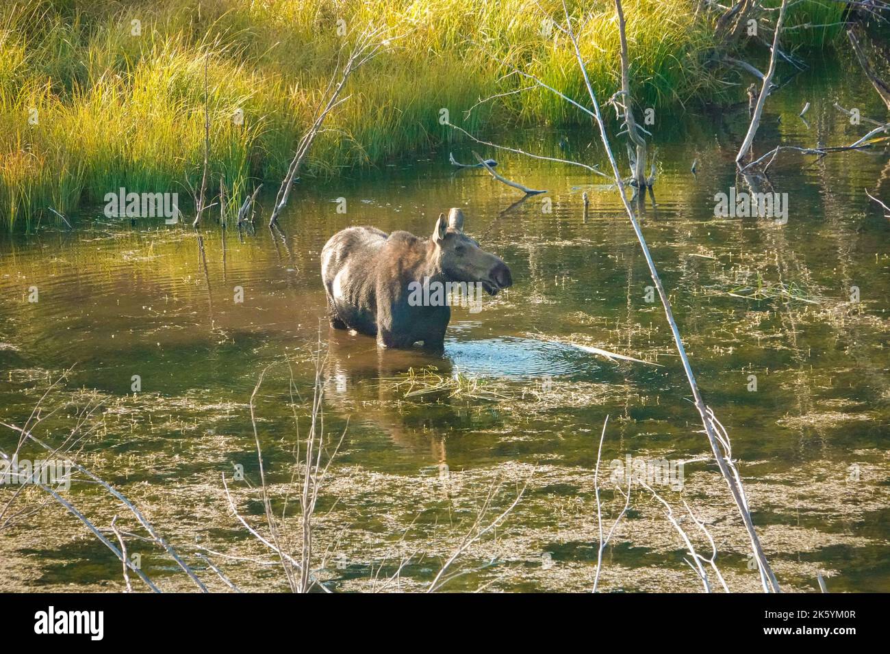 Grand Teton National Park, Wyoming, USA. Moose eating in pond along ...