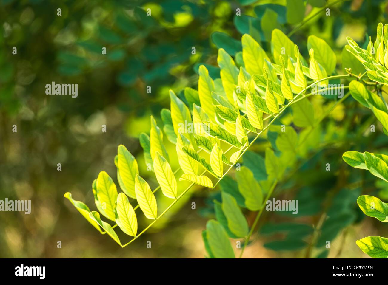 Robinia leaves, Robinia pseudoacacia, in summer. Fresh green foliage of ...