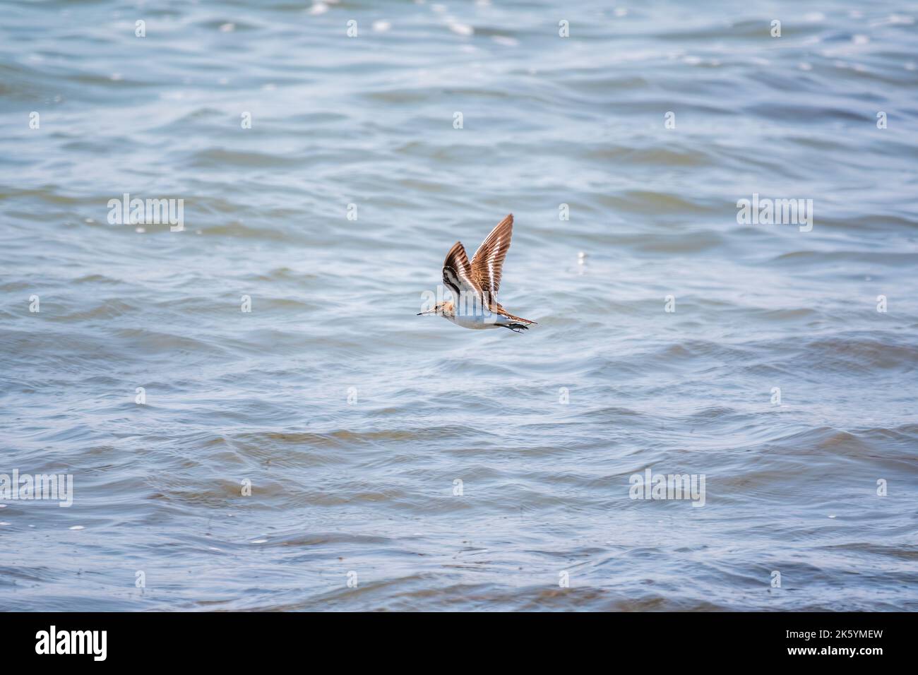 Common sandpiper, Actitis hypoleucos, flying over lake water. The ...