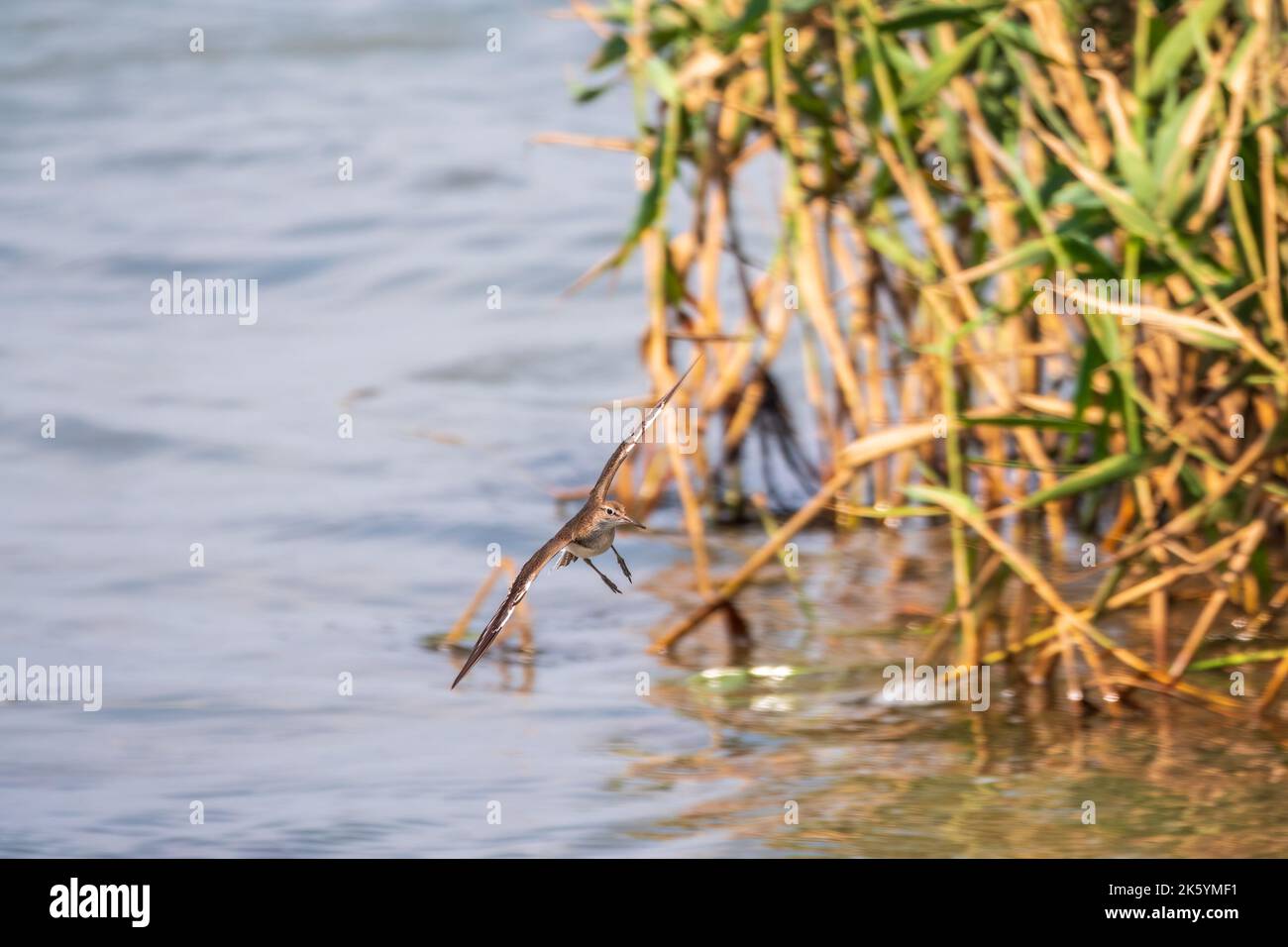 Common sandpiper, Actitis hypoleucos, flying over lake water. The ...
