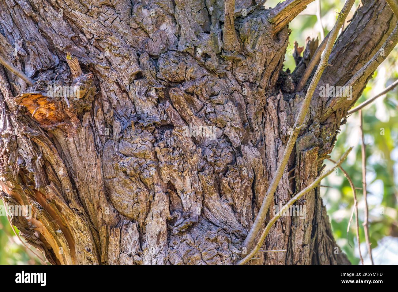 Poplar tree bark with wooden texture nature background. Texture of the ...