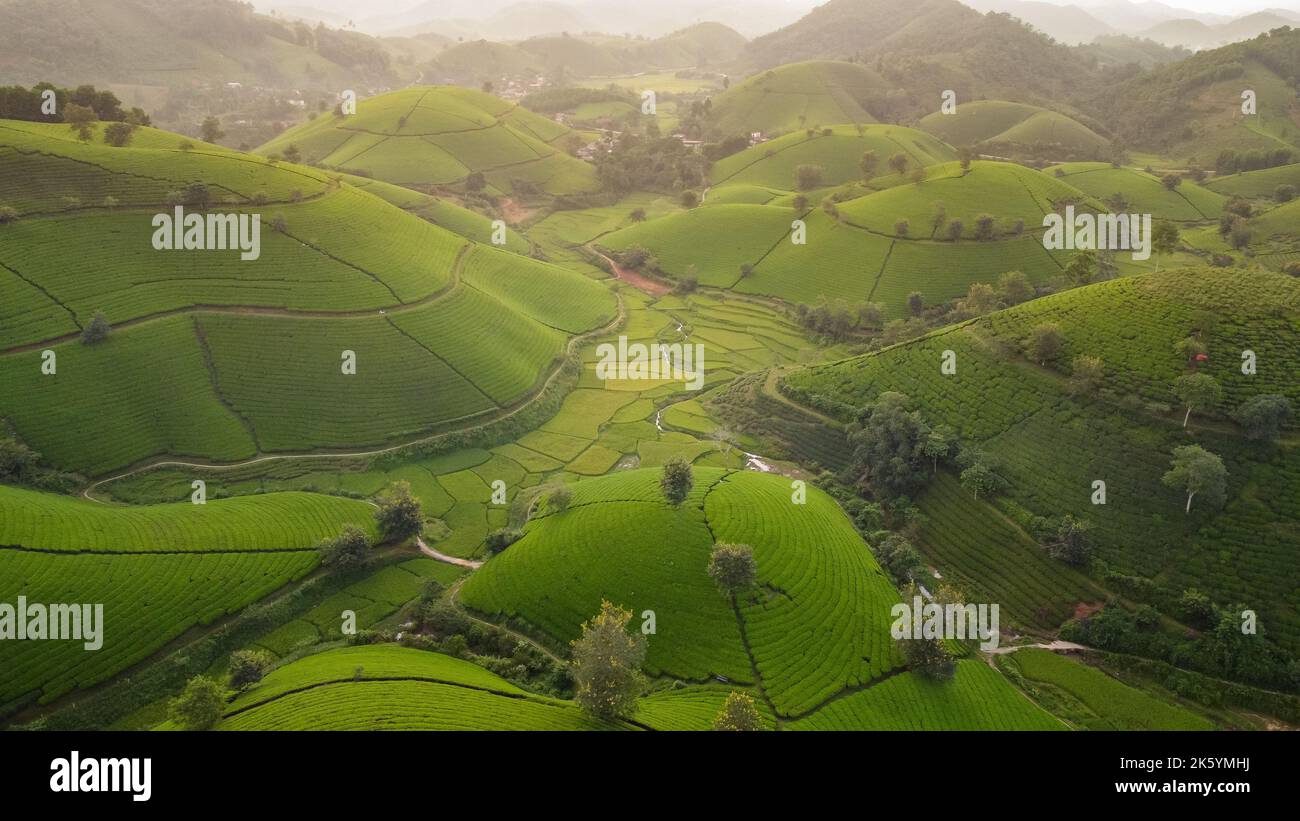 Beautiful tea hills, Farmers collecting tea agricultural fields at Long ...