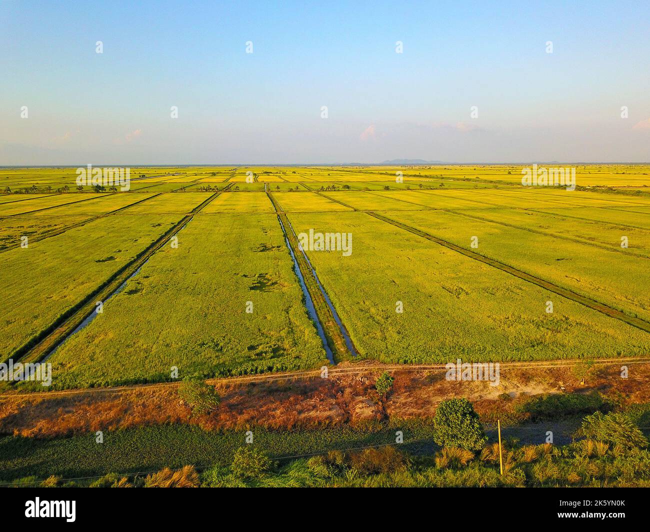Yellow paddy field hi-res stock photography and images - Alamy