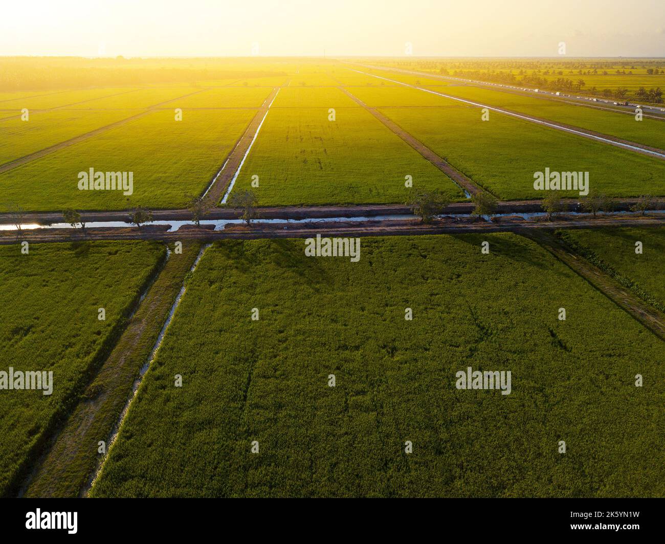 Yellow paddy field hi-res stock photography and images - Alamy