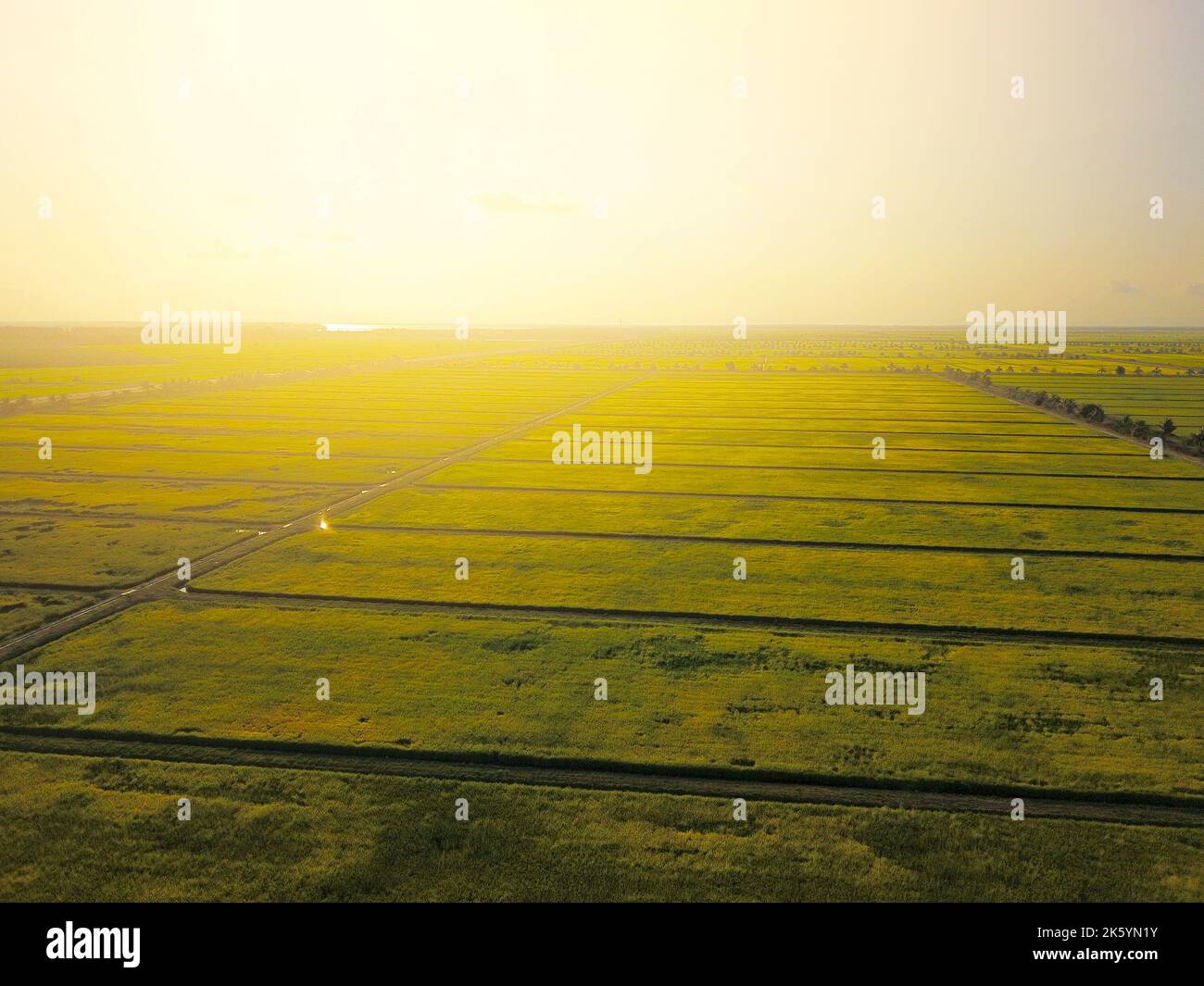 Aerial view of yellow paddy field waiting for harvest Stock Photo - Alamy
