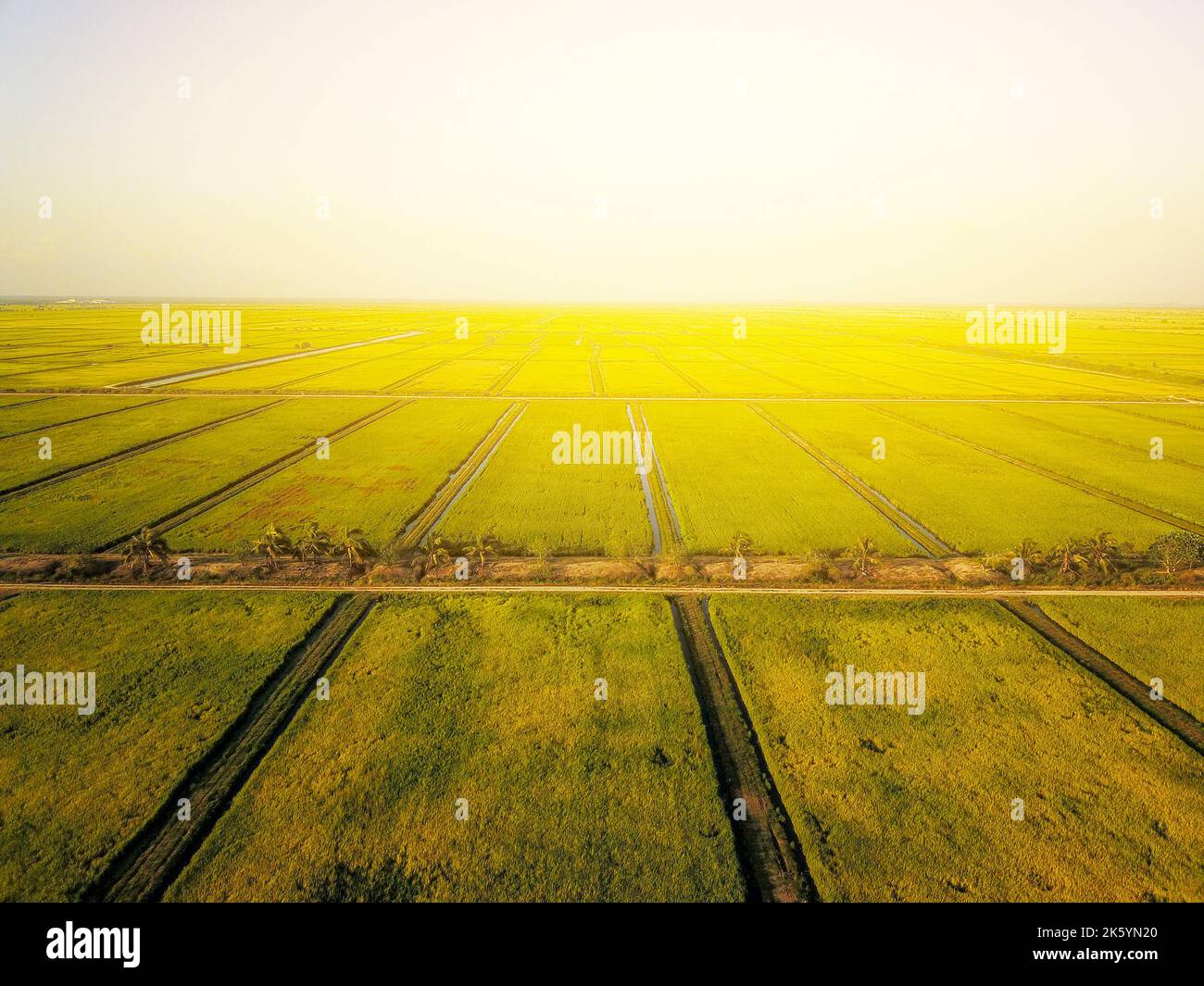 Malaysia agriculture hi-res stock photography and images - Alamy