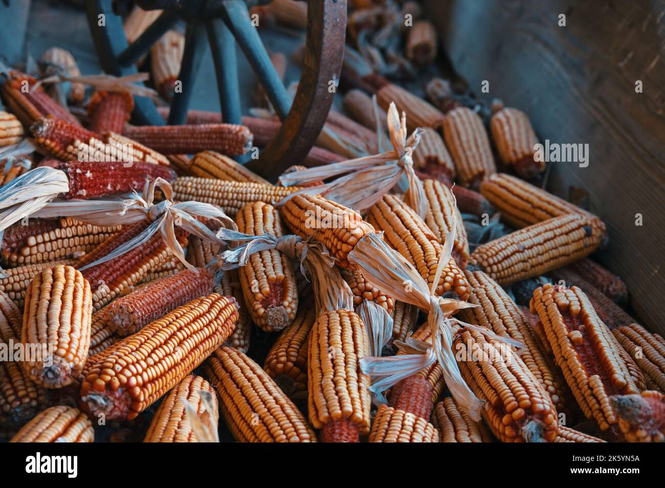Corn cobs with peeled skin in wooden container Stock Photo - Alamy
