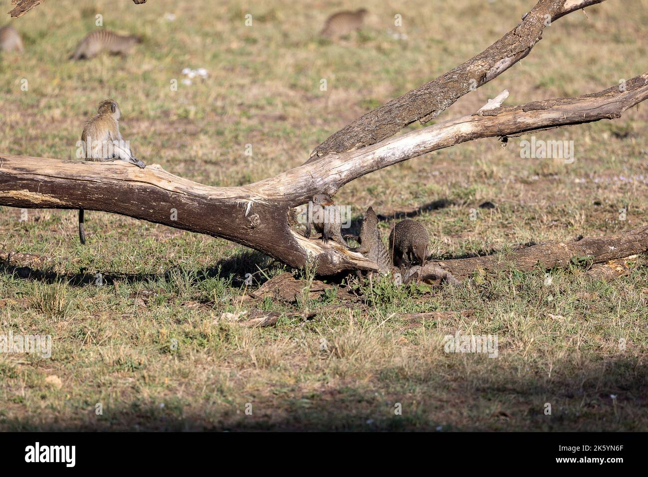 A troop of monkeys on a fallen tree in Tanzania Safari Wildlife, Africa ...