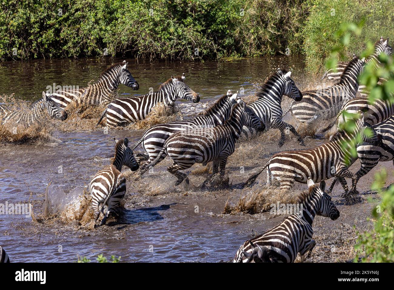 A dazzle of zebras crossing a river for migration at the Tanzania ...