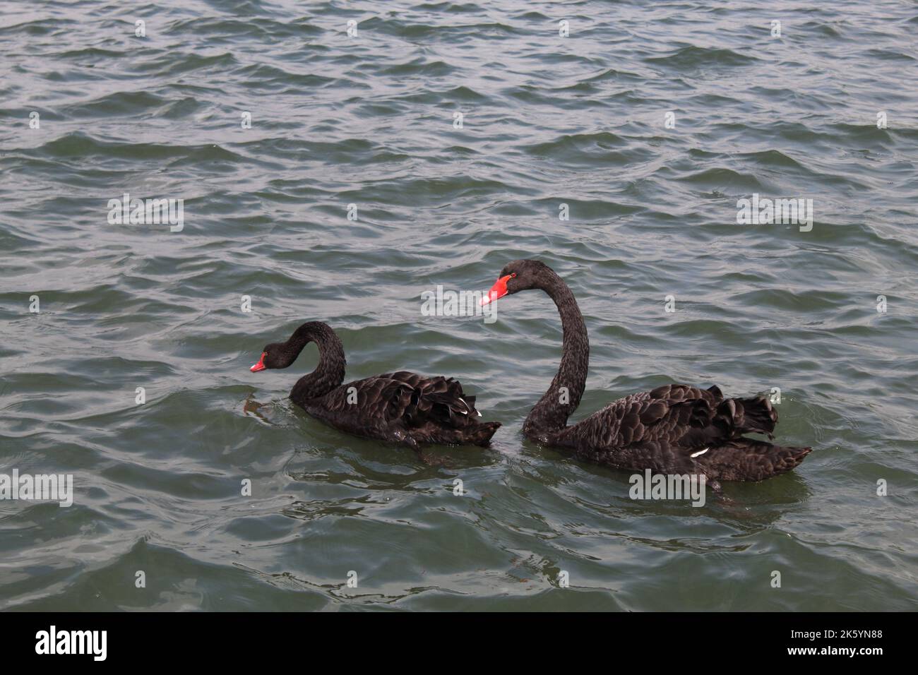 A close up of two rare black swans (Cygnus atratus) on a lake Stock ...
