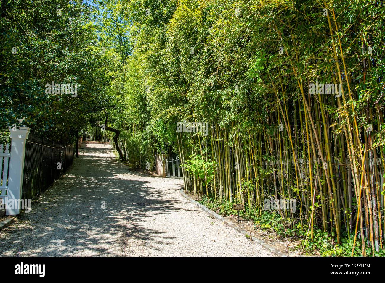 A view of bamboo trees Stock Photo - Alamy